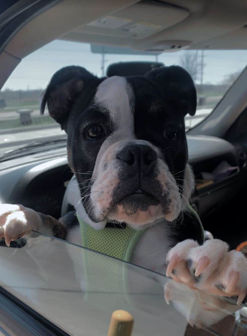 Home | Woodward Bulldogs